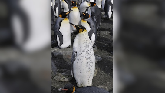 penguin global warming