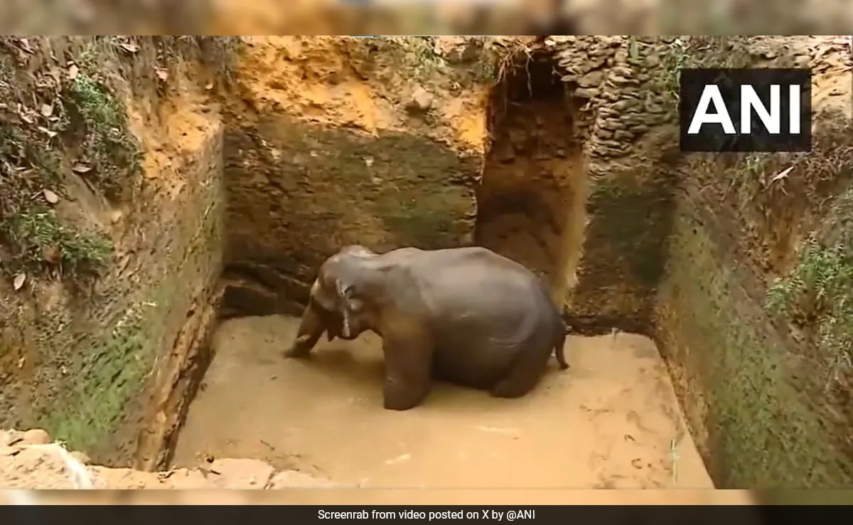 Wild Elephant Falls Into Well In Kerala, Rescue Efforts On