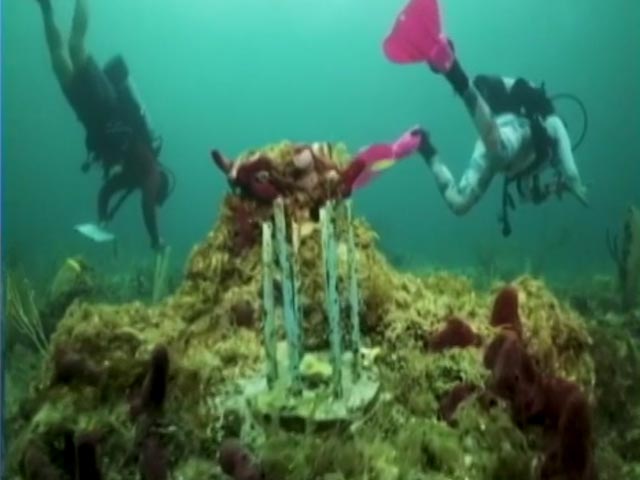 Explained: What Is Coral Bleaching And How It Impacts The World