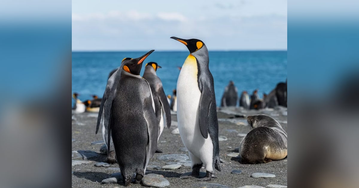 8 Birds That Cannot Fly