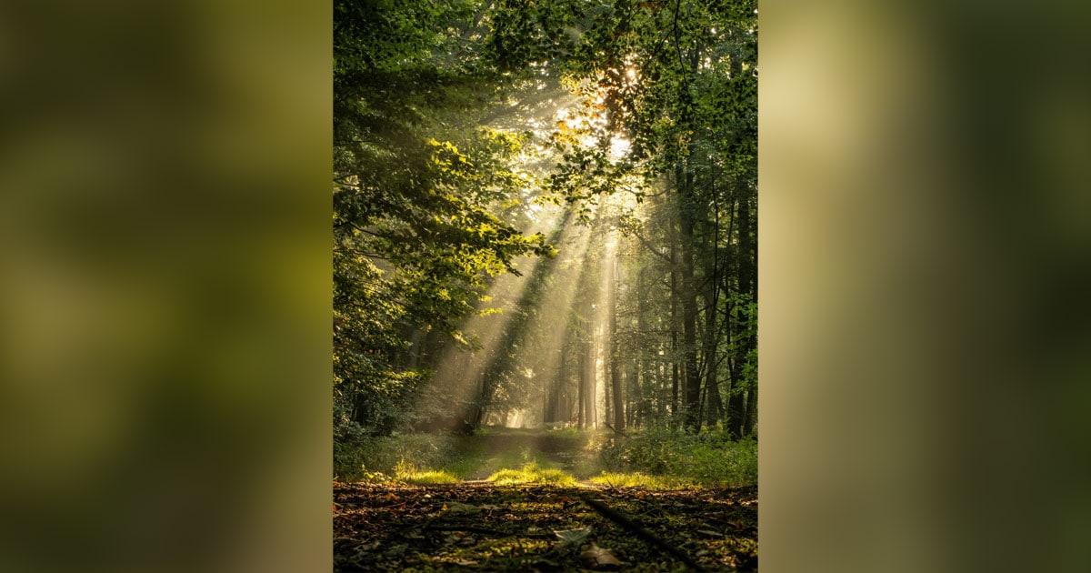 Why Is Morning Light So Important?