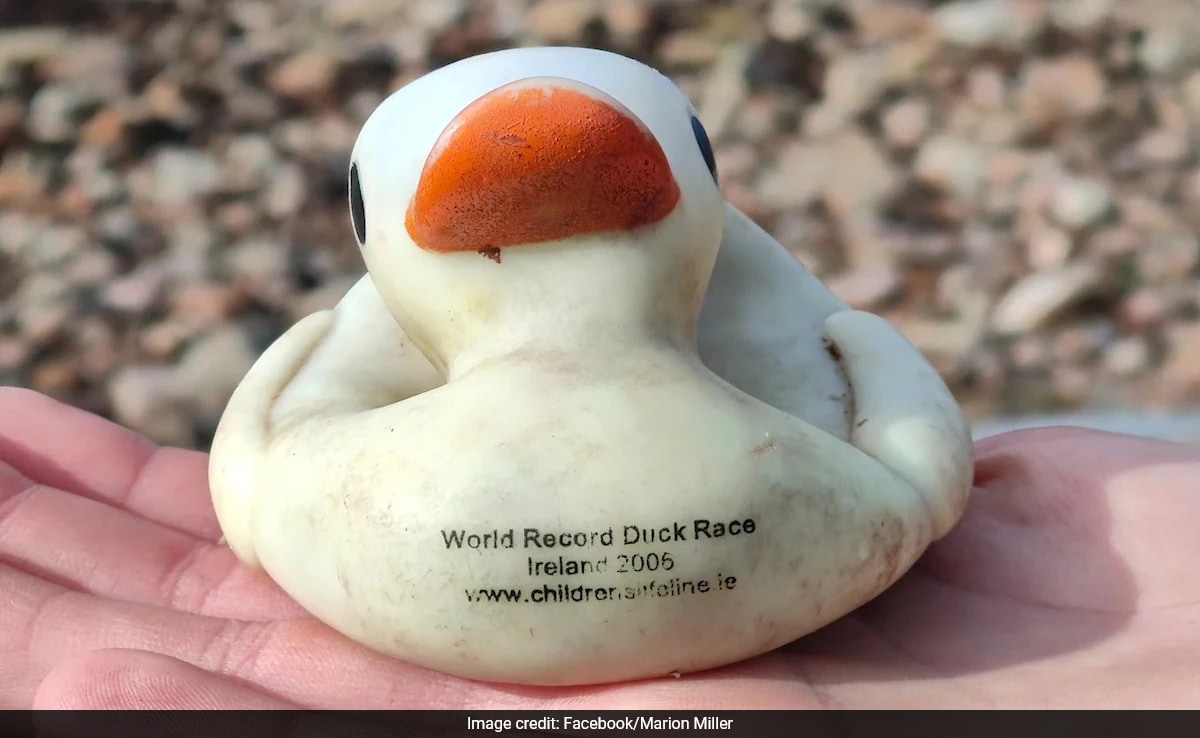 Rubber Duck Released In Ireland Found 644 Km Away After 18 Years