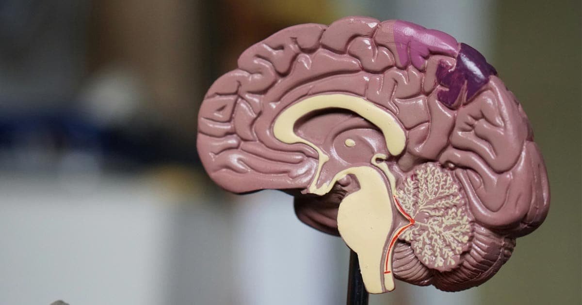 Your Brain Is 'Eating' Itself. Here's Why