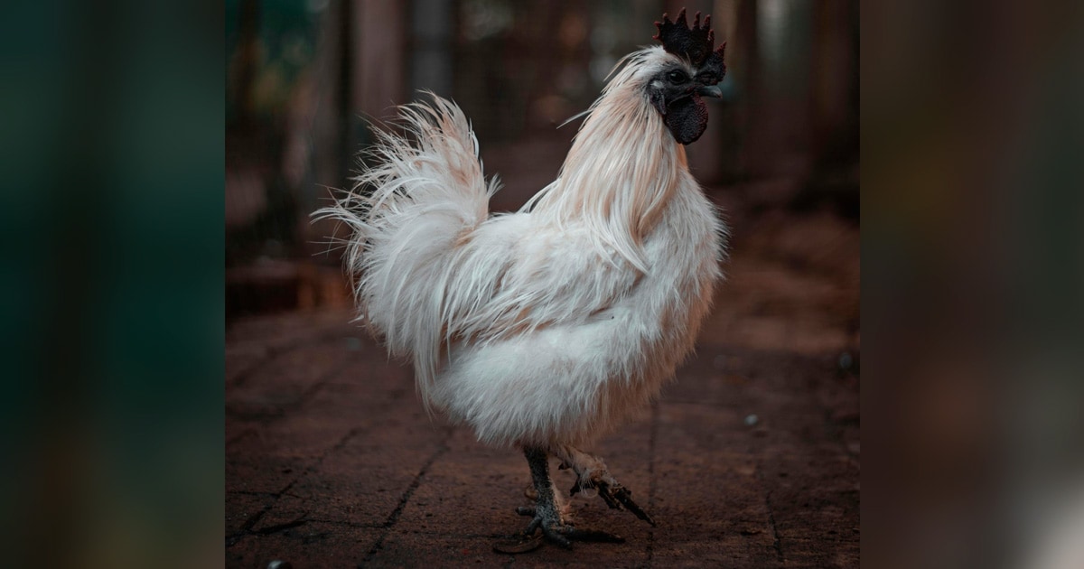 Head Cut Off, This Chicken Survived For 18 Months