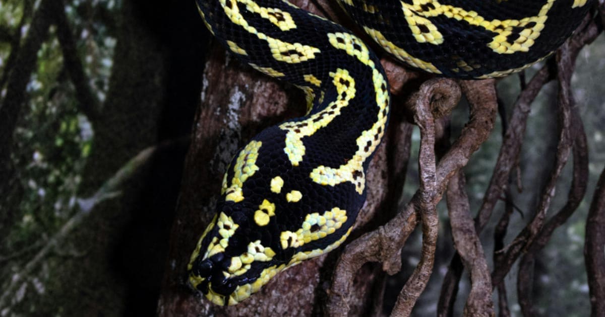 These Are The World's Largest Snakes