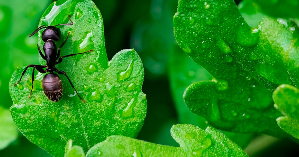 Counting The World's Ants
