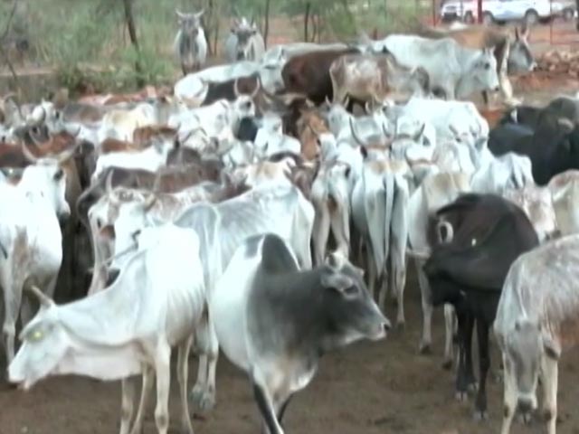 Minister Prahlad Patel's Initiative For Cows