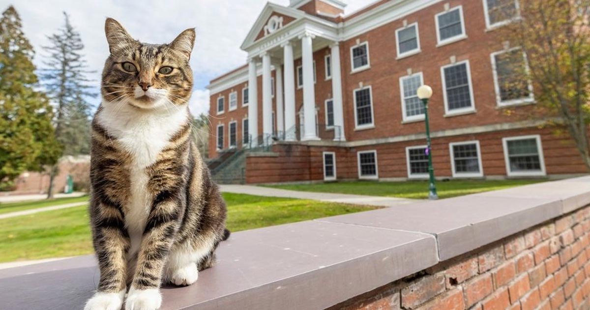 Meet Max, The Cat Receiving Doctorate