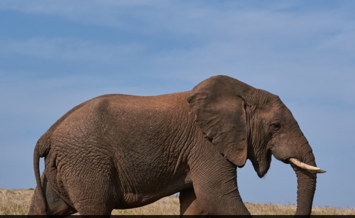 4,000 Animal And Plant Species Affected By Smuggling Worldwide: UN