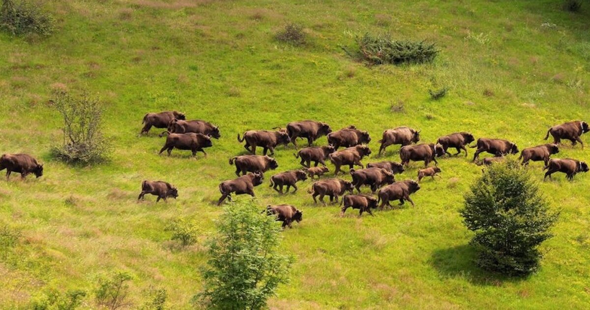 Bison Herd Locks Away Tons Of Carbon