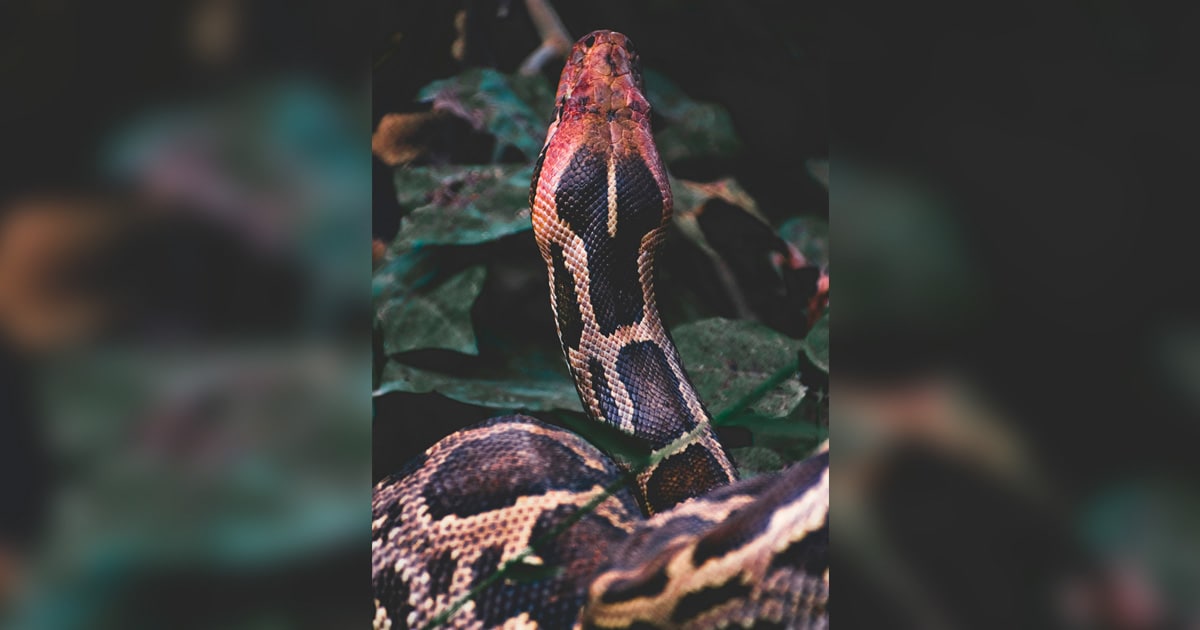 Longest Snakes In The World