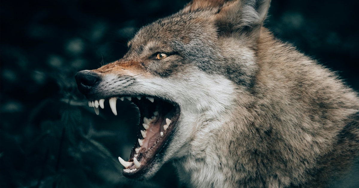 Marsupials Fear 'Super Predator' Most