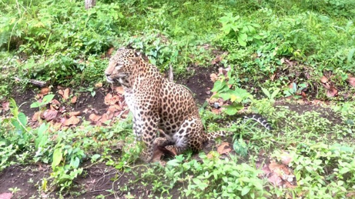 MP के कुनो उद्यान में चीते के पांच महीने के शावक की हो गई मौत, कई दिनों से इस बिमारी से था ...