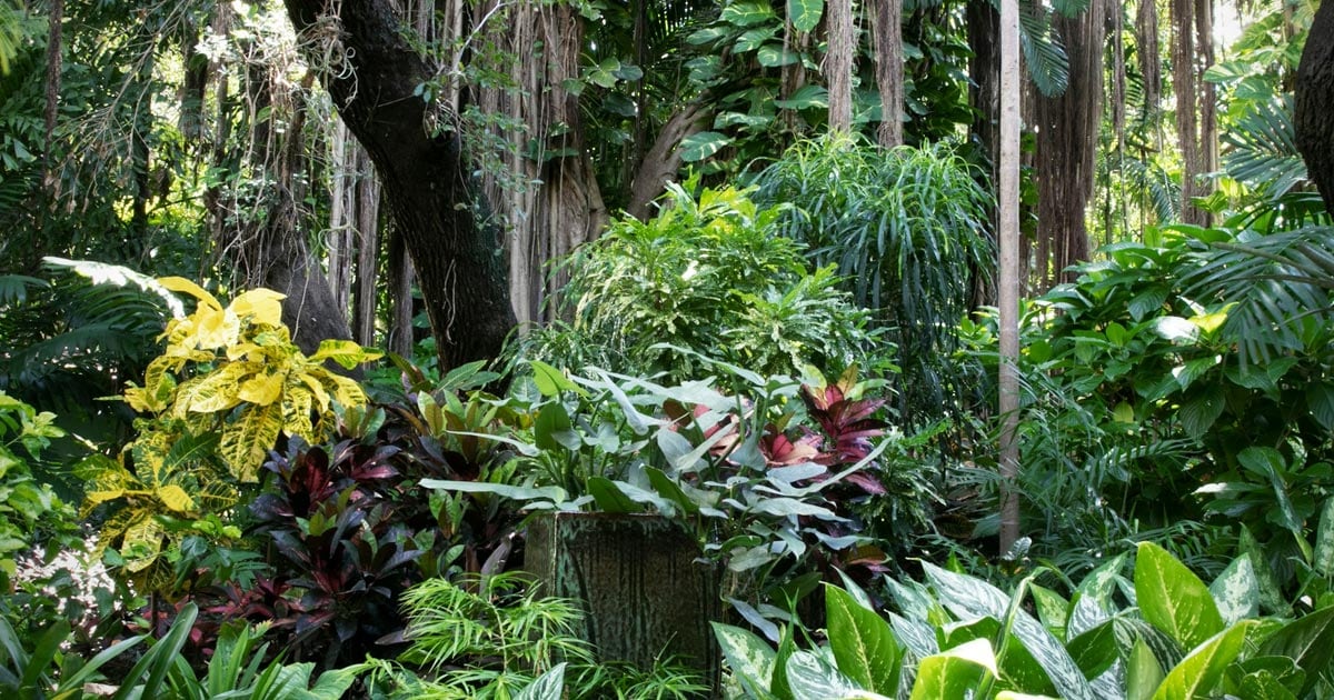 List Of World's Deadliest Plants