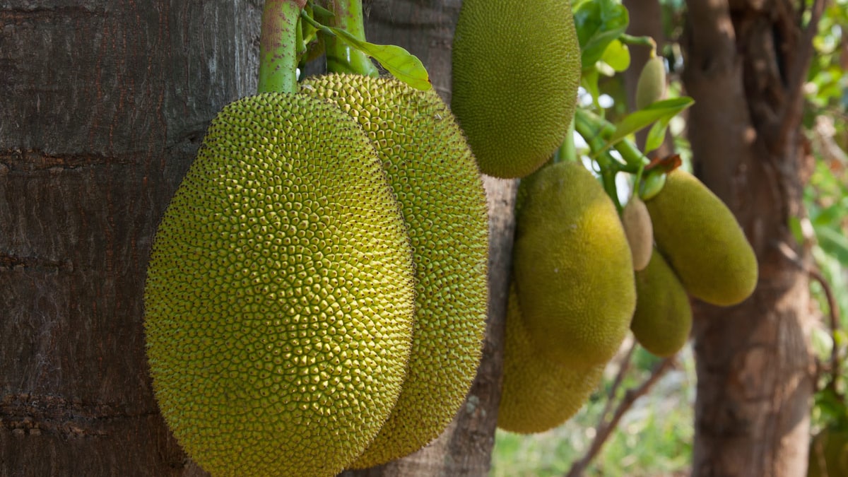 Jackfruit Health Benefits: Dietician Shares How Katthal Can Prove ...