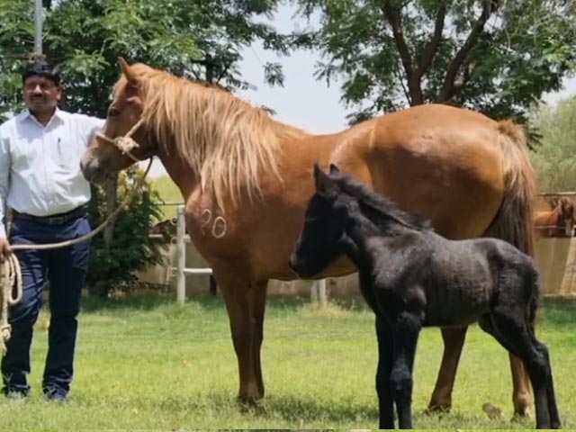 India's First Zanskari Horse Foal Birthed Through Embryo Transfer
