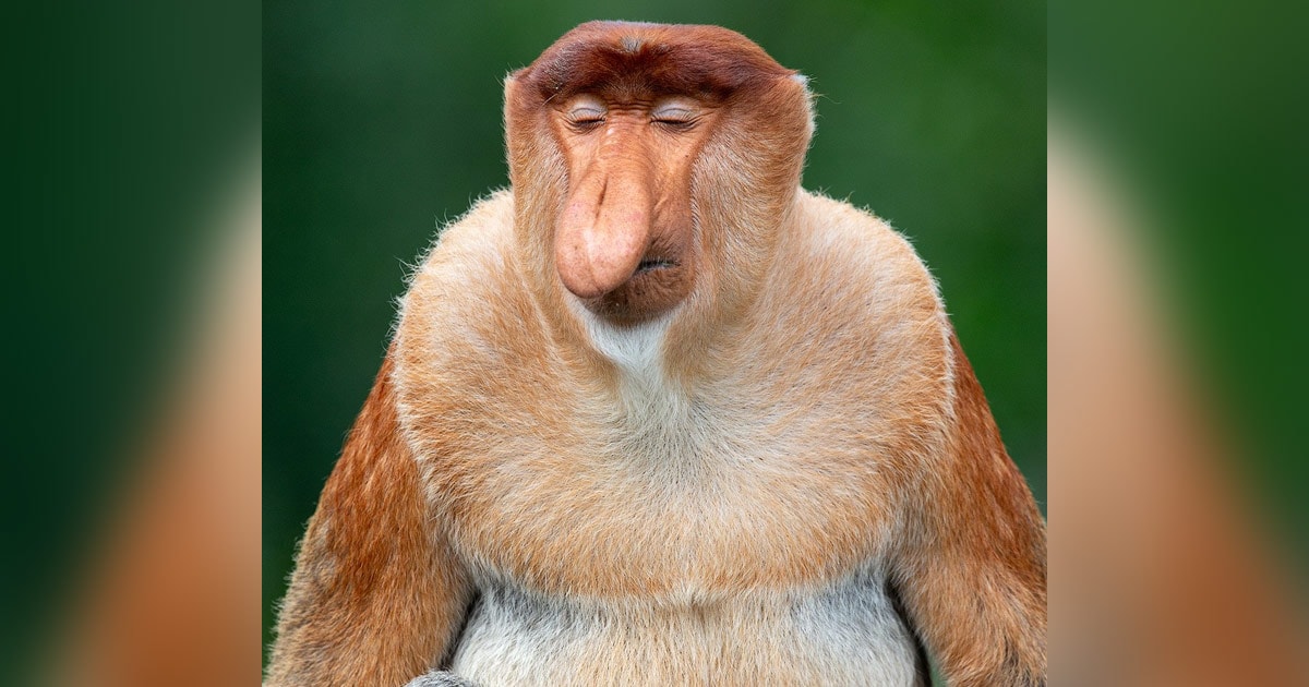 8 Unique Animals You Won’t Believe Exist