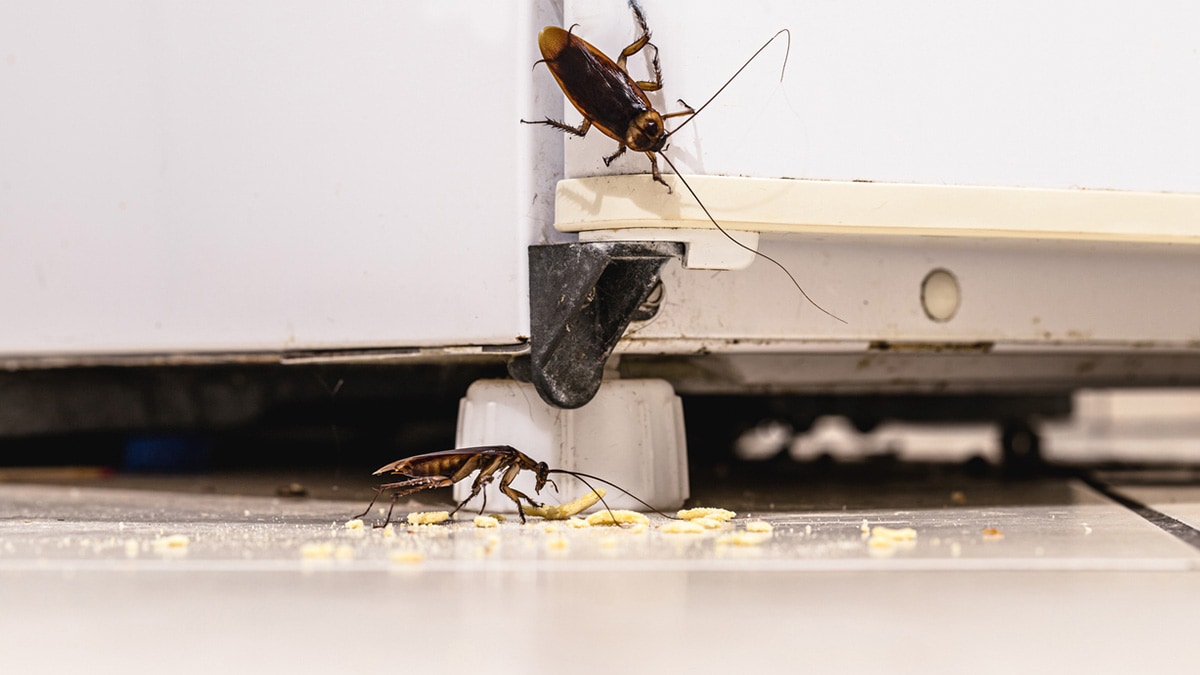 Cockroaches In the Kitchen? Try These 5 Easy Ways To Keep These Insects ...