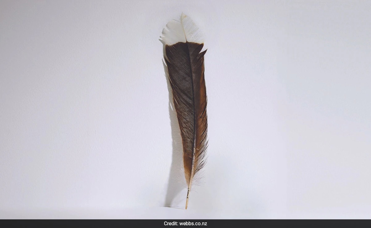 Feather Of New Zealand's Extinct Huia Bird Auctioned For Rs. 23 Lakh