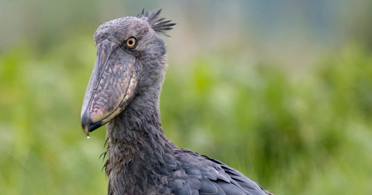 7 Animals With Strange Body Parts