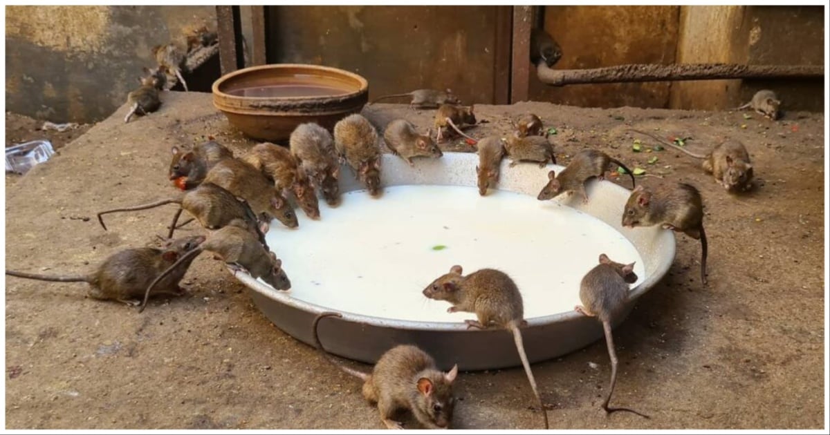 "Temple Of Rats" In Rajasthan
