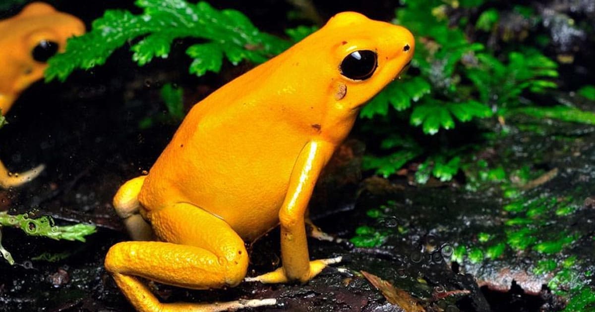 5 Most Poisonous Animals On Earth