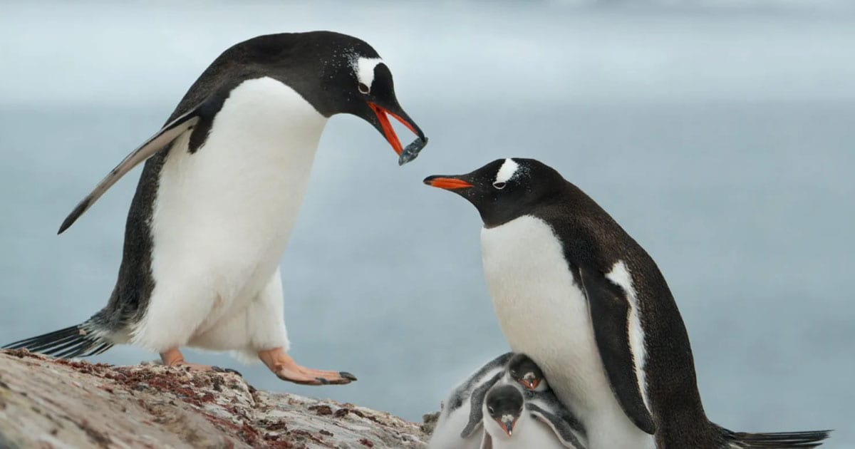 Pebbling: Penguins-Inspired Dating Trend
