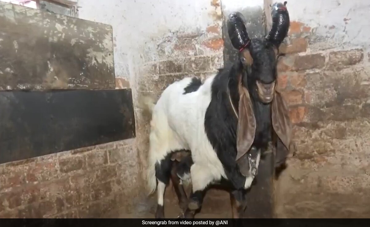 155 Kg Sacrificial Goat Sells For Rs 7 Lakh In Bhopal Ahead Of Bakrid