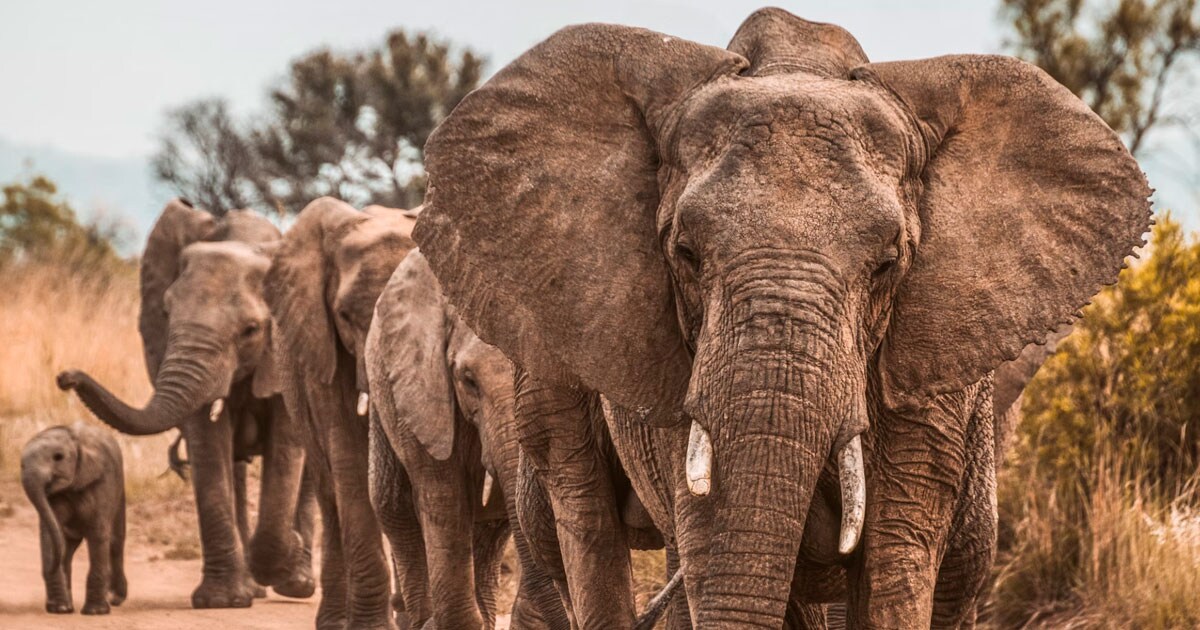 Animals With The Longest Gestation Period