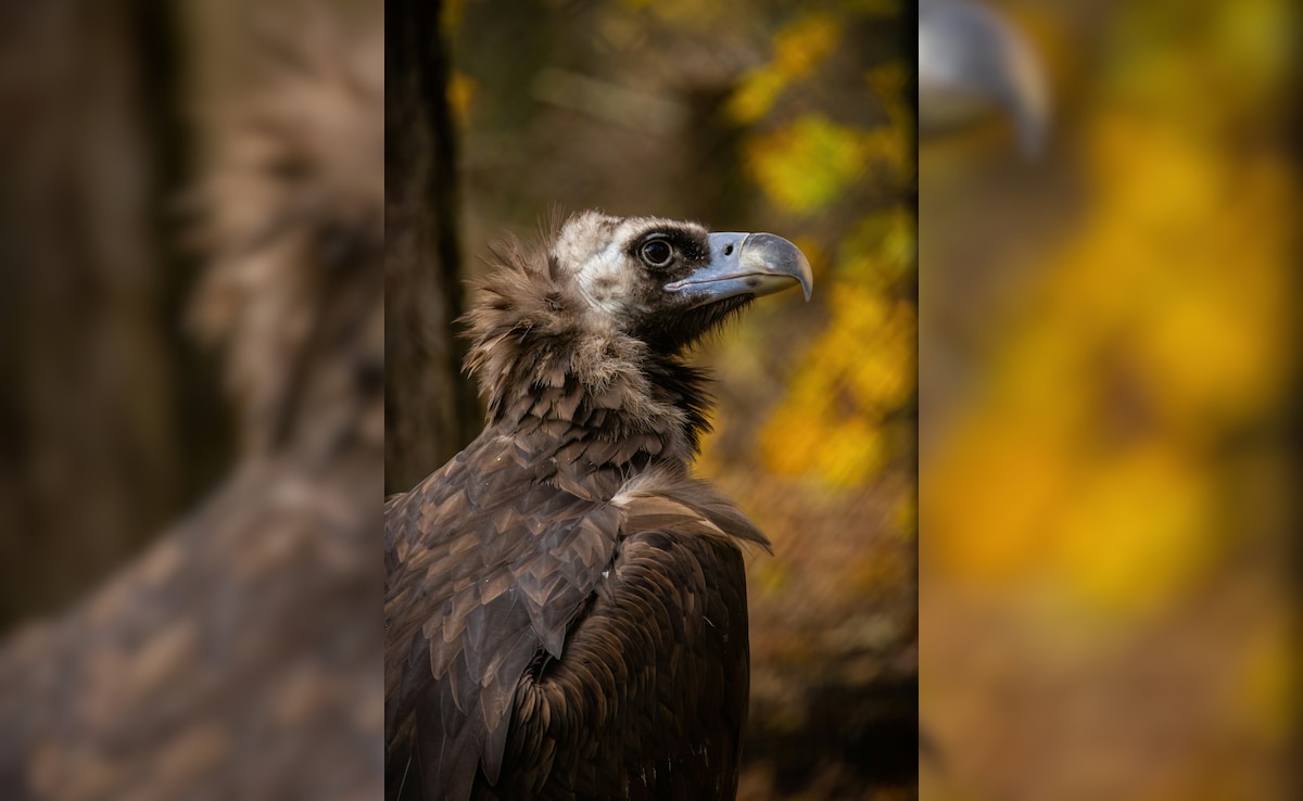Vulture's Corpse Hangs In Front Of Pilot After Crashing Into Cockpit ...