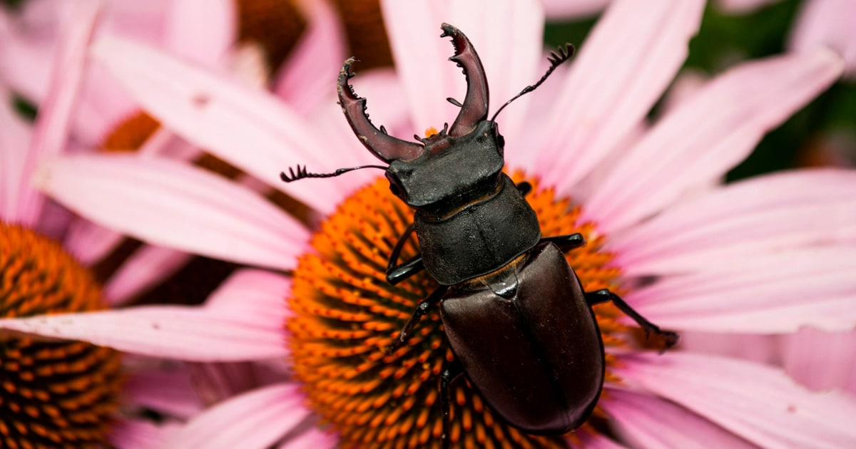 World's Most Expensive Insect Costs Rs 75 Lakh