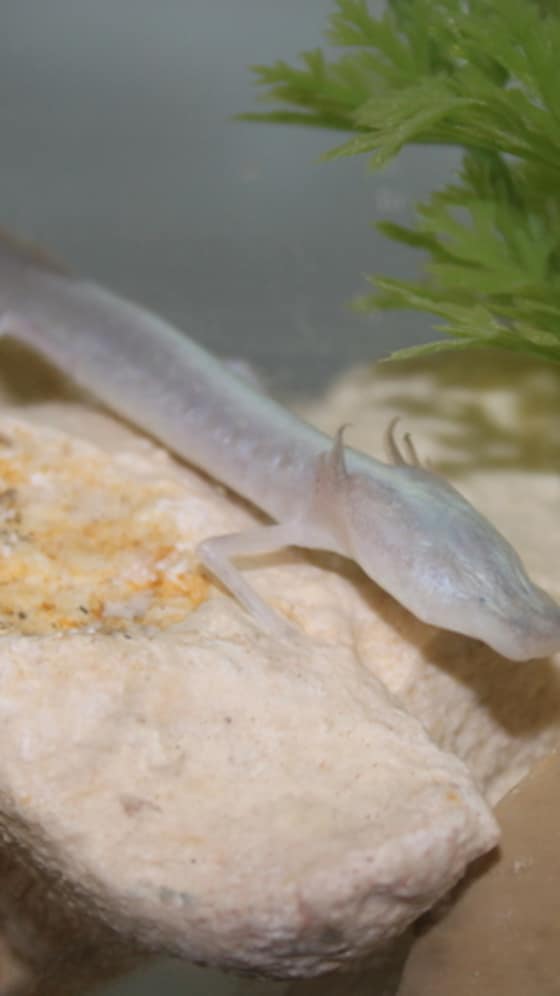 animals without eyeshine