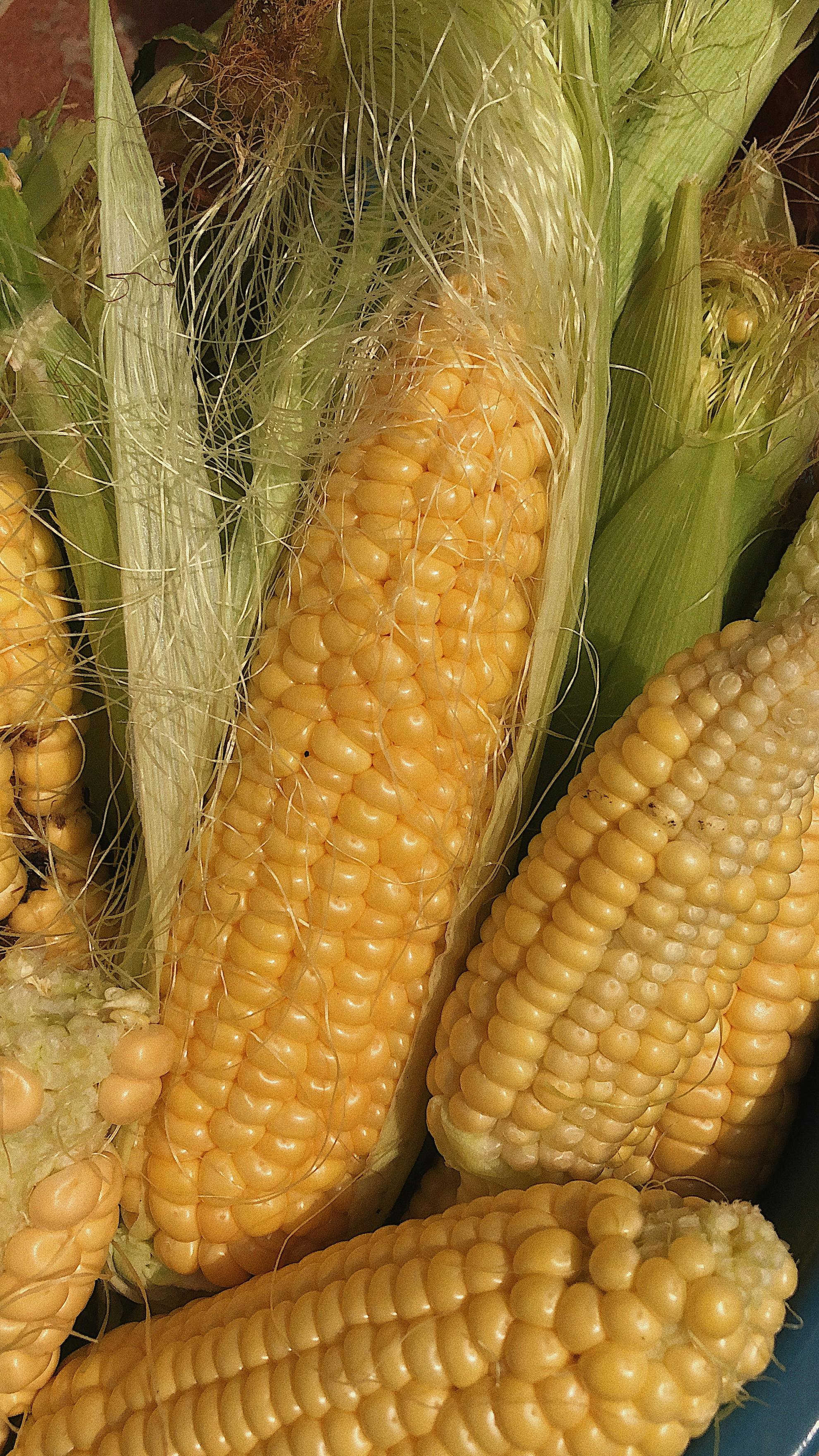 7 Delicious Ways To Use Sweet Corn