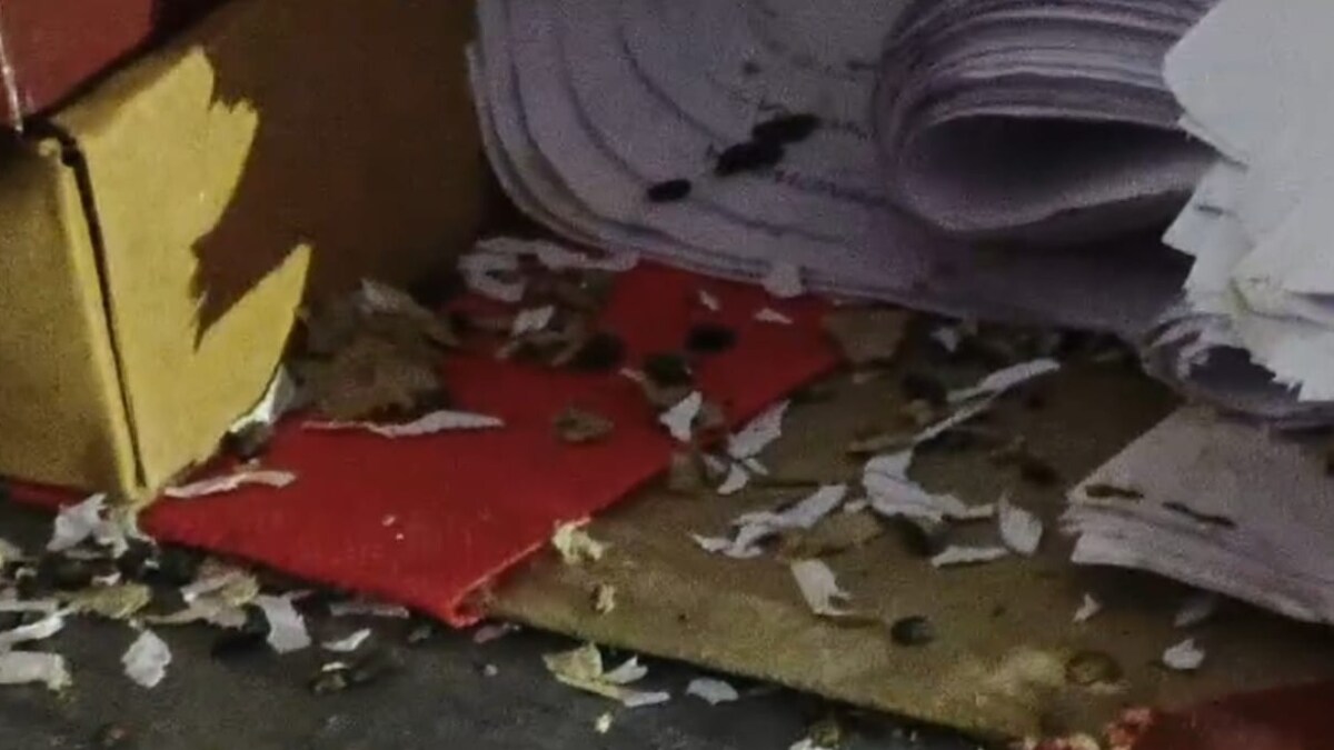 चूहों के आतंक से MP का ये जिला परेशान, रातों-रात कुतर डाला 'दफ्तर ...