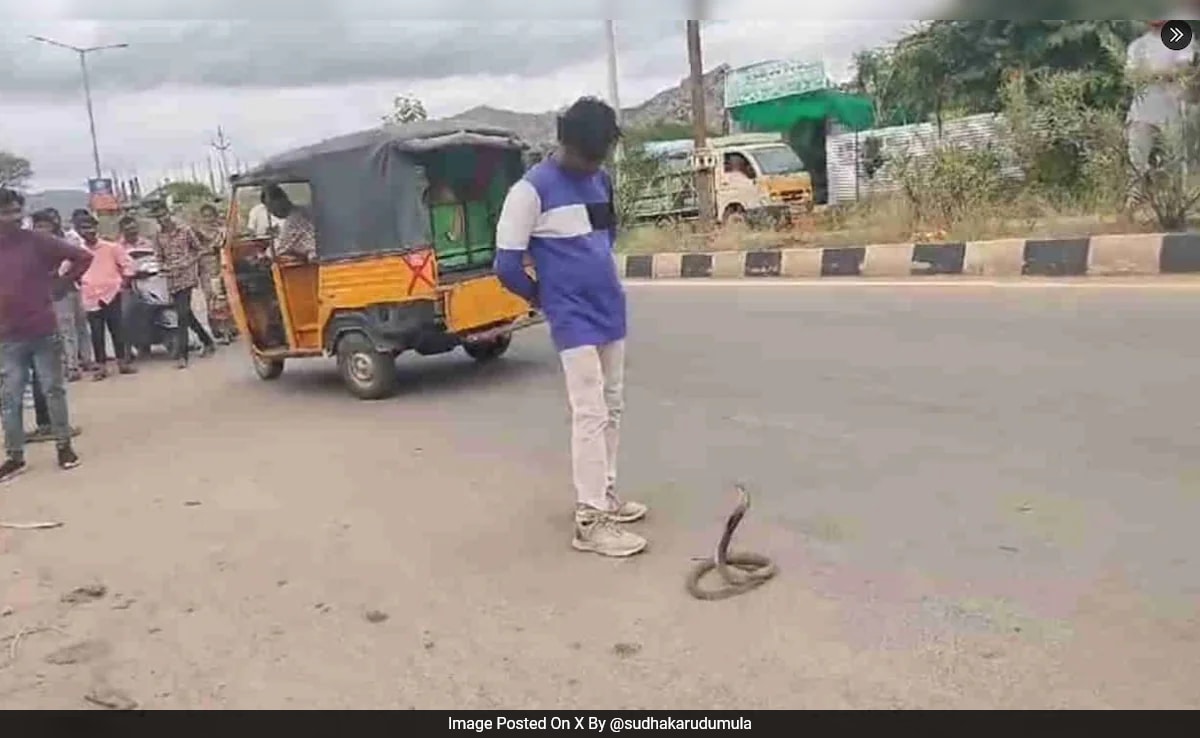 On Camera, Drunk Man Provokes Cobra, Gets Bitten