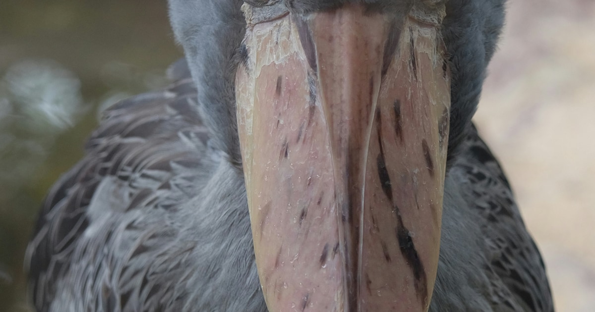 Human-Sized Bird That Eats Baby Crocodiles