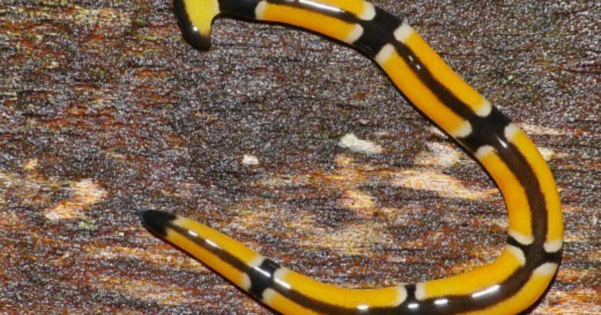 Poisonous Worm That Regenerates If Cut Into Half