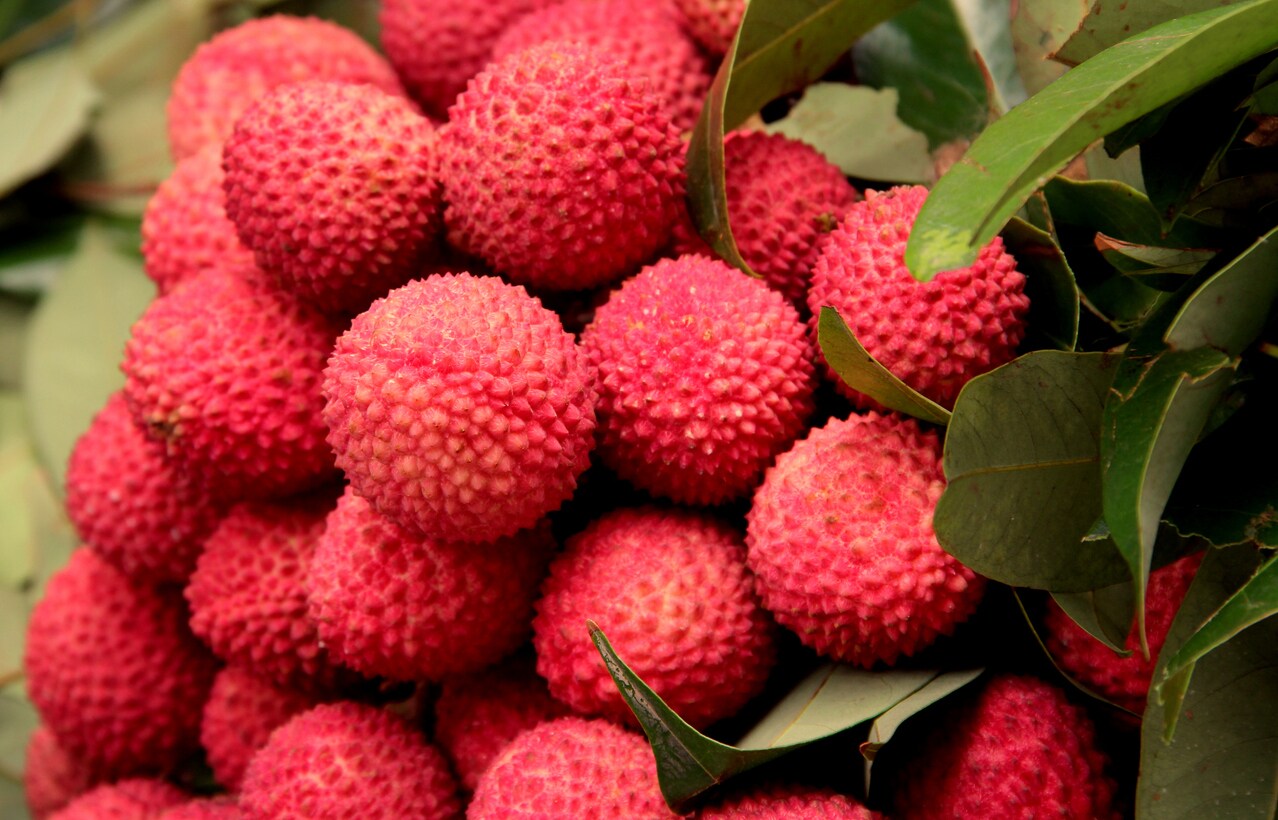 Lychee | Know All About Lychee at NDTV Food