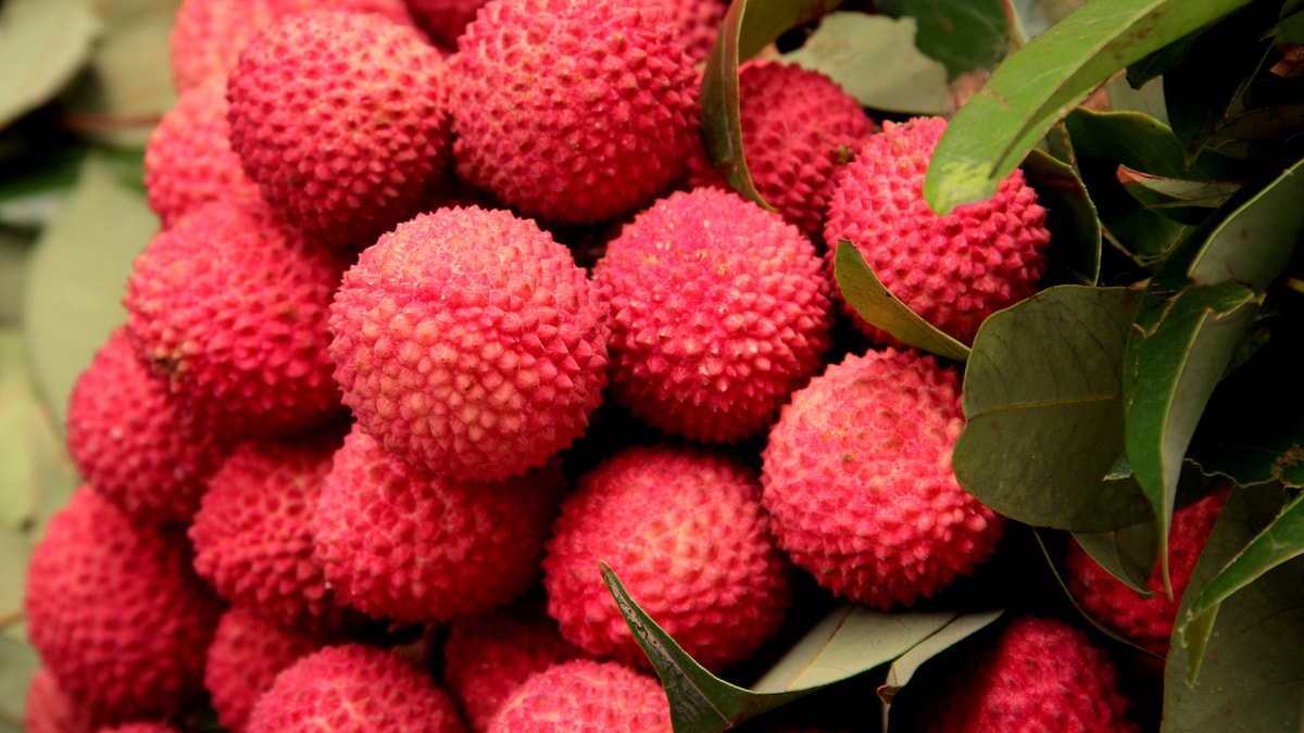Can Diabetics Have Lychee? Nutritionist Shares 4 Important Tips To Keep ...