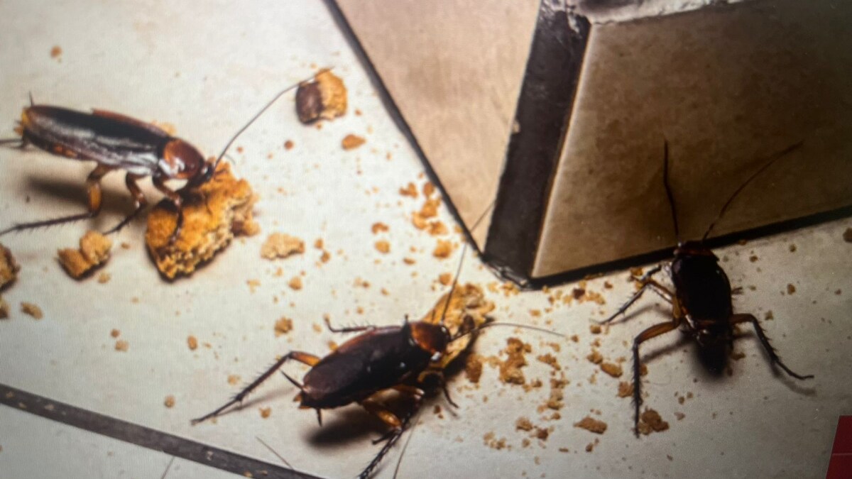 Cockroach Control Tips: कॉकरोच की वजह से हो रही है परेशानी, रसोई में ...