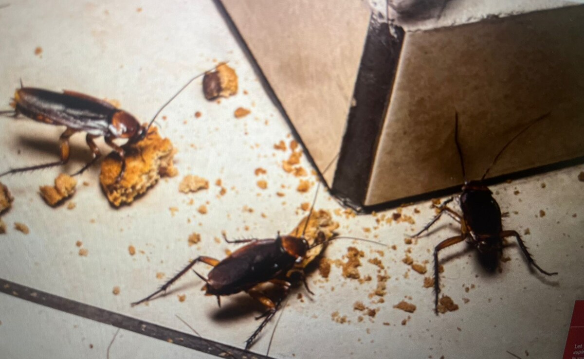 पोछे के पानी में इस एक चीज को मिलाकर करें सफाई, कोने-कोने से निकलकर ...