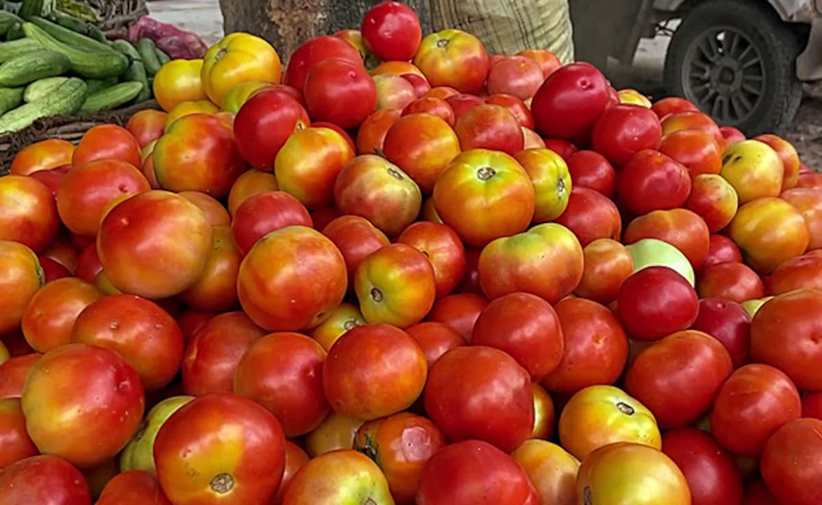 Tomato Prize Crash tomatoes arrival in the market increased Farmers are ...
