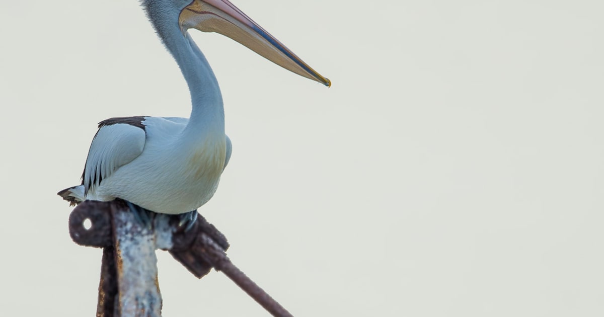 Birds That Have The Longest Beaks
