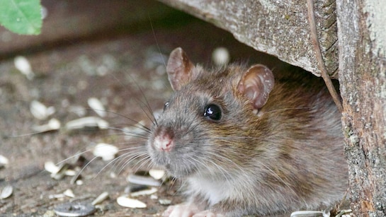 does hantavirus kill human