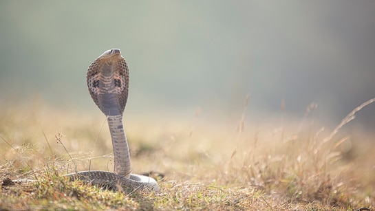 king cobra attack elephant