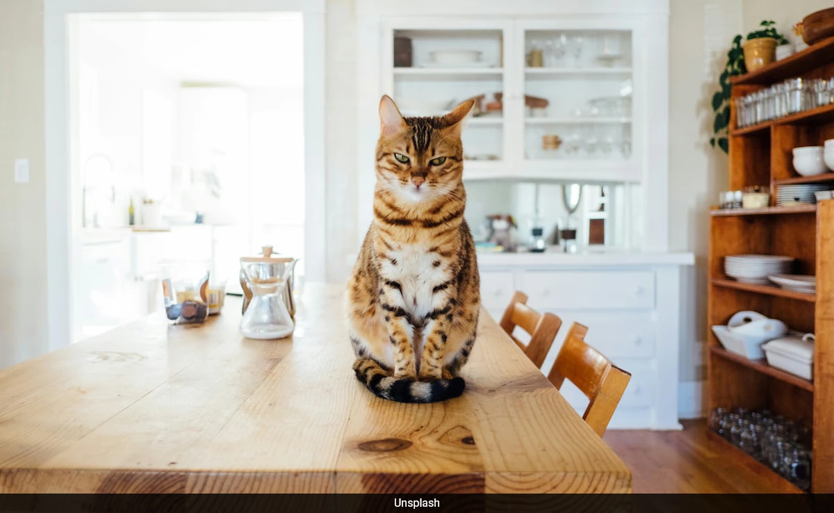 Toxoplasma gondii: Cat Poop Parasite Could Be Key To Curing Alzheimer's ...