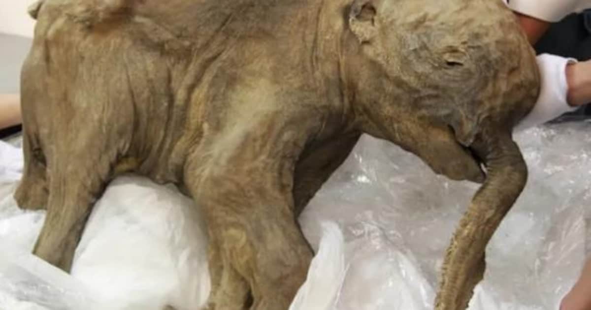 Prehistoric Animals Found Trapped In Ice