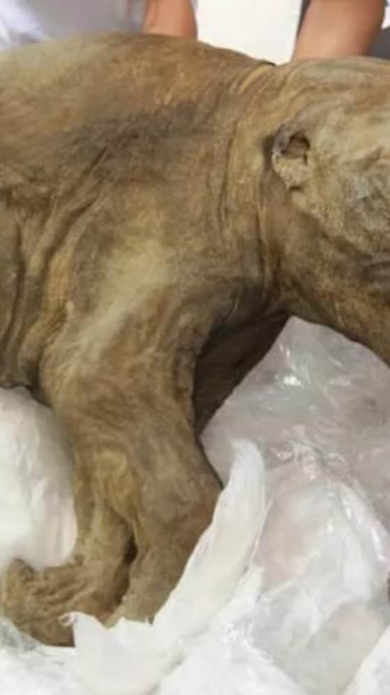 extinct animals found preserved