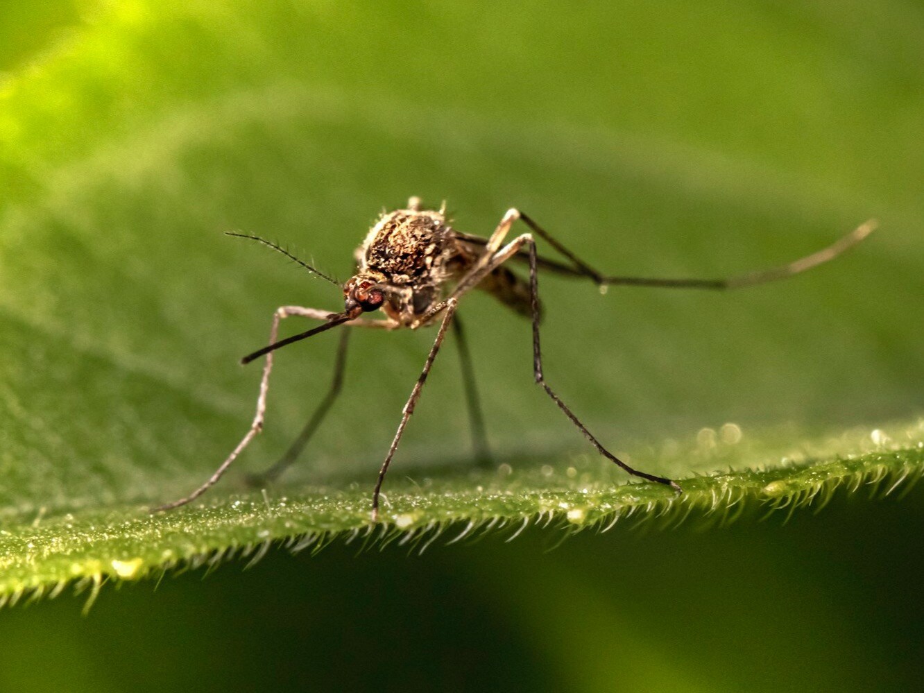 Dengue In 2025: Why Cases Got More Severe This Year, And What Surge ...