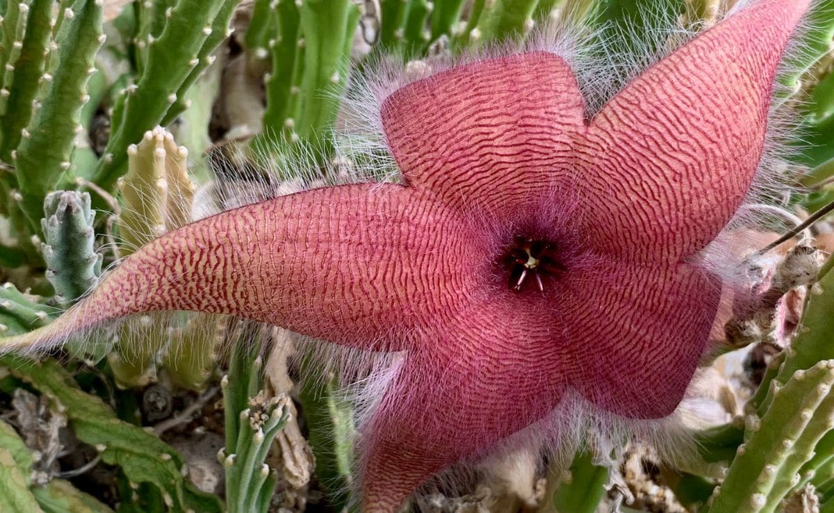 This Flower Stinks Like Rotten Flesh